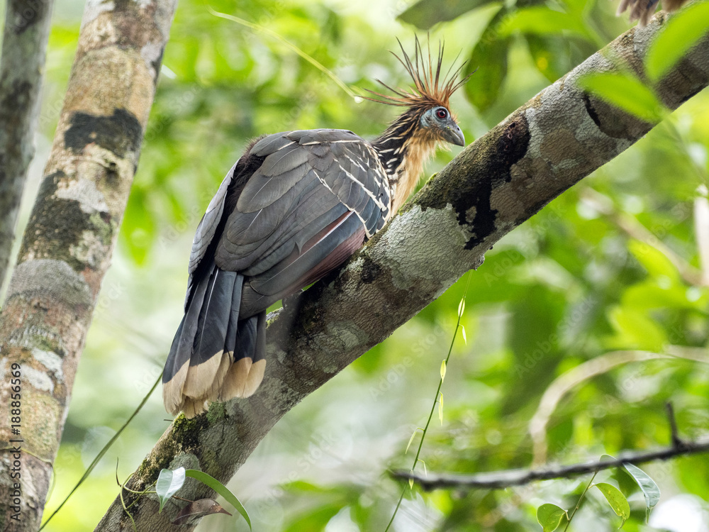 Hoatzin, Opisthocomus hoazin, often occurs in the Amazon Basin, River ...