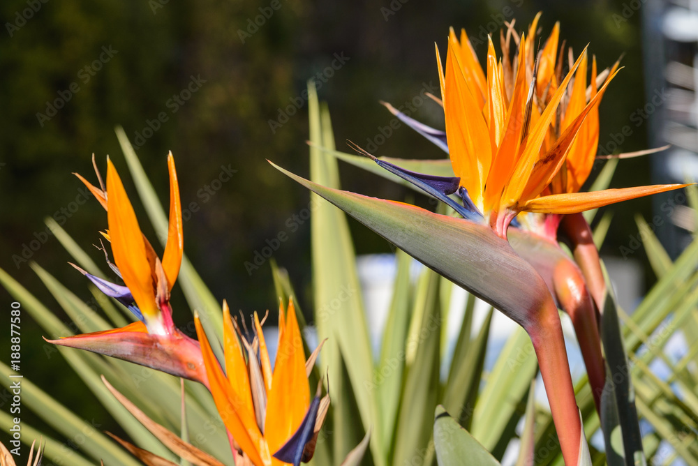 La "estrelitzia" también se conoce como "ave del Paraíso", "flor del ...