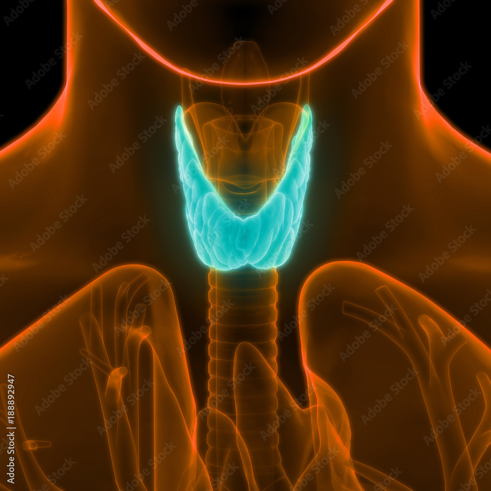 Anterior View Of Thyroid Gland