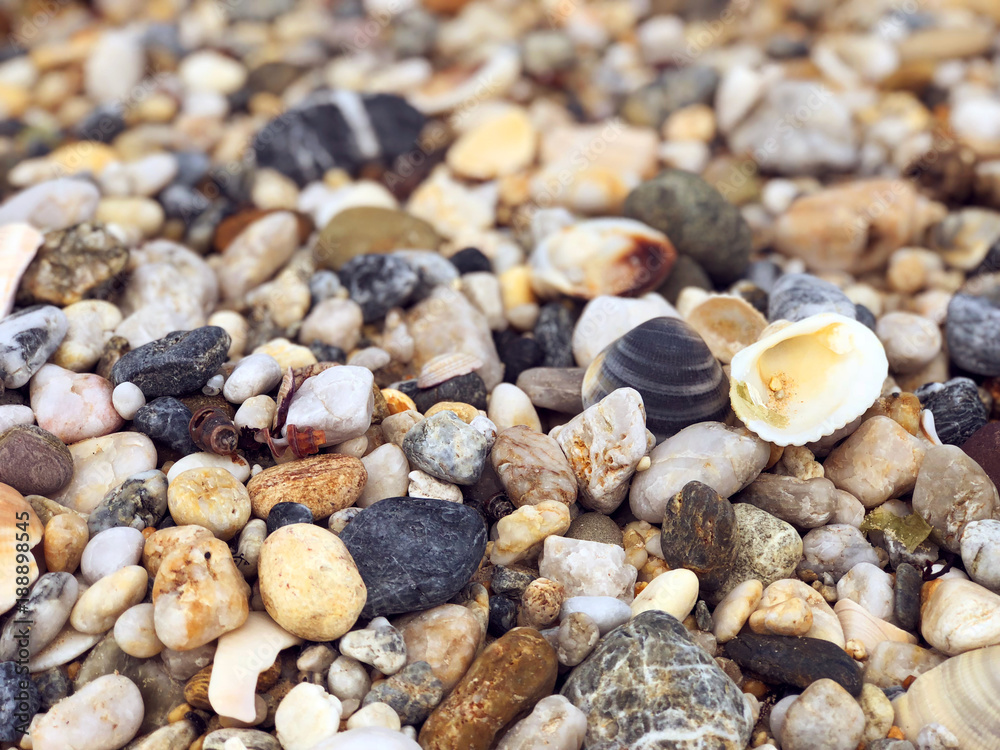Pebbles and shells on a beach Stock Photo | Adobe Stock