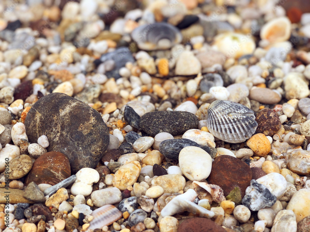 Pebbles and shells on a beach Stock Photo | Adobe Stock