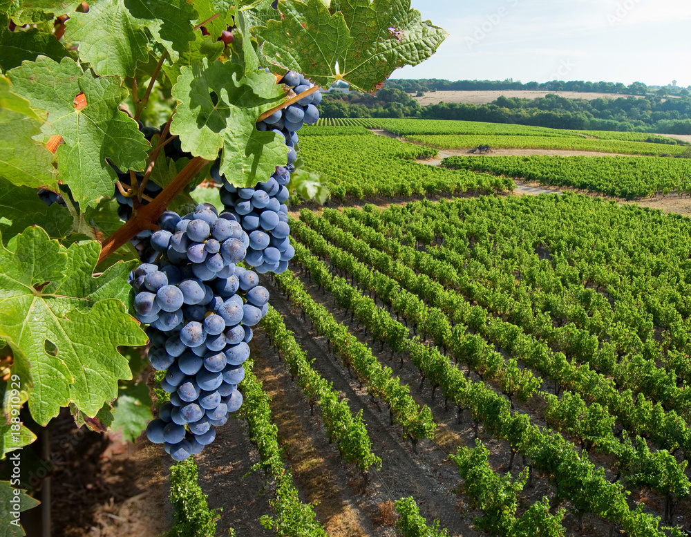 Grappe de raisin et vigne, paysage de France Stock Photo | Adobe Stock
