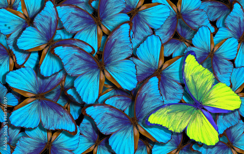 beautiful background with lot of different butterflys. wings of a ...