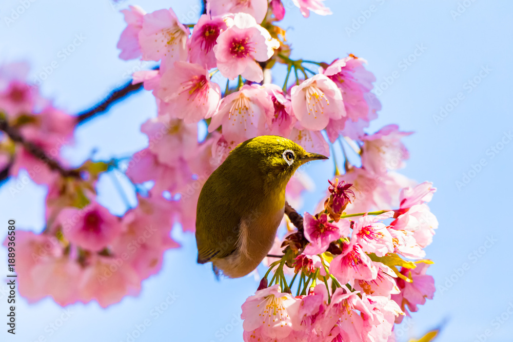 The Japanese White-eye.The background is cherry blossoms(Japanese name ...