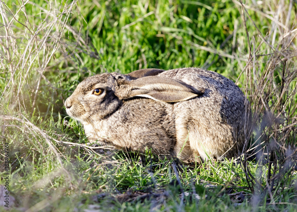 Lepus Californicus