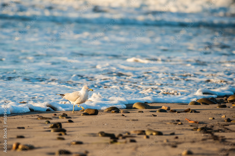 Grey and white seagull hurrying to stay ahead of the foamy water ...