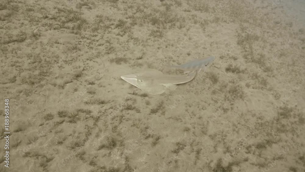 Halavi guitarfish fish swimming on the sandy bottom of Red Sea, 4K ...