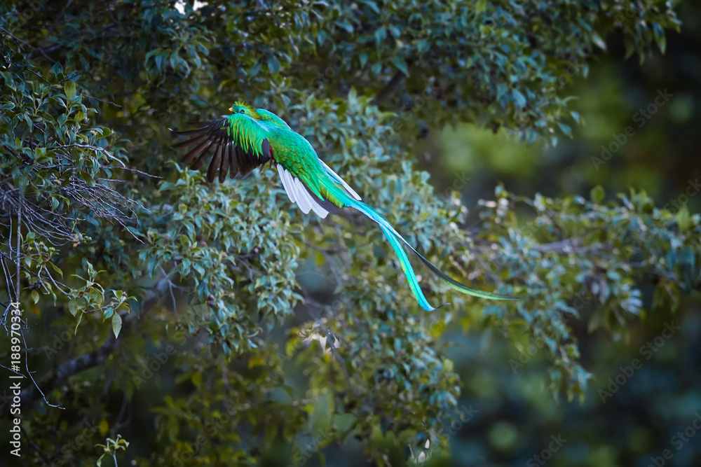 Quetzal Open Wings