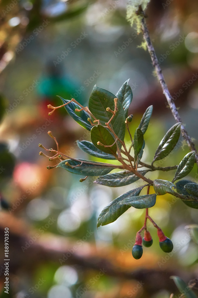Cluster of wild avocado fruits against blurred male of Resplendent ...