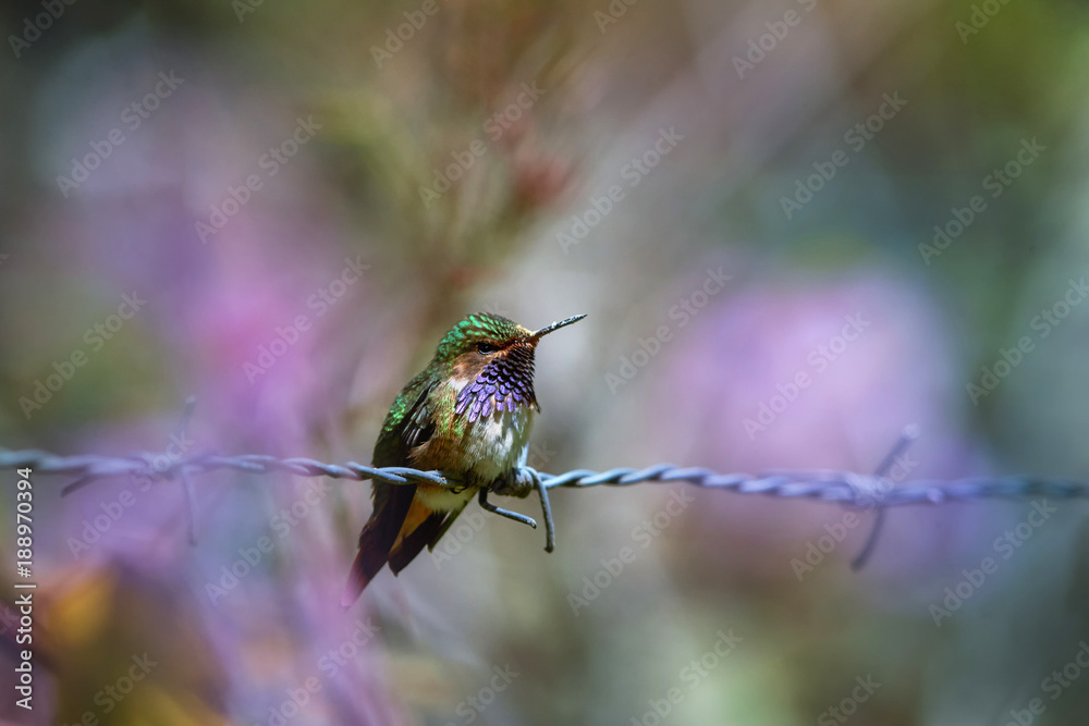 Volcano hummingbird, Selasphorus flammula, rare bird, endemit to ...