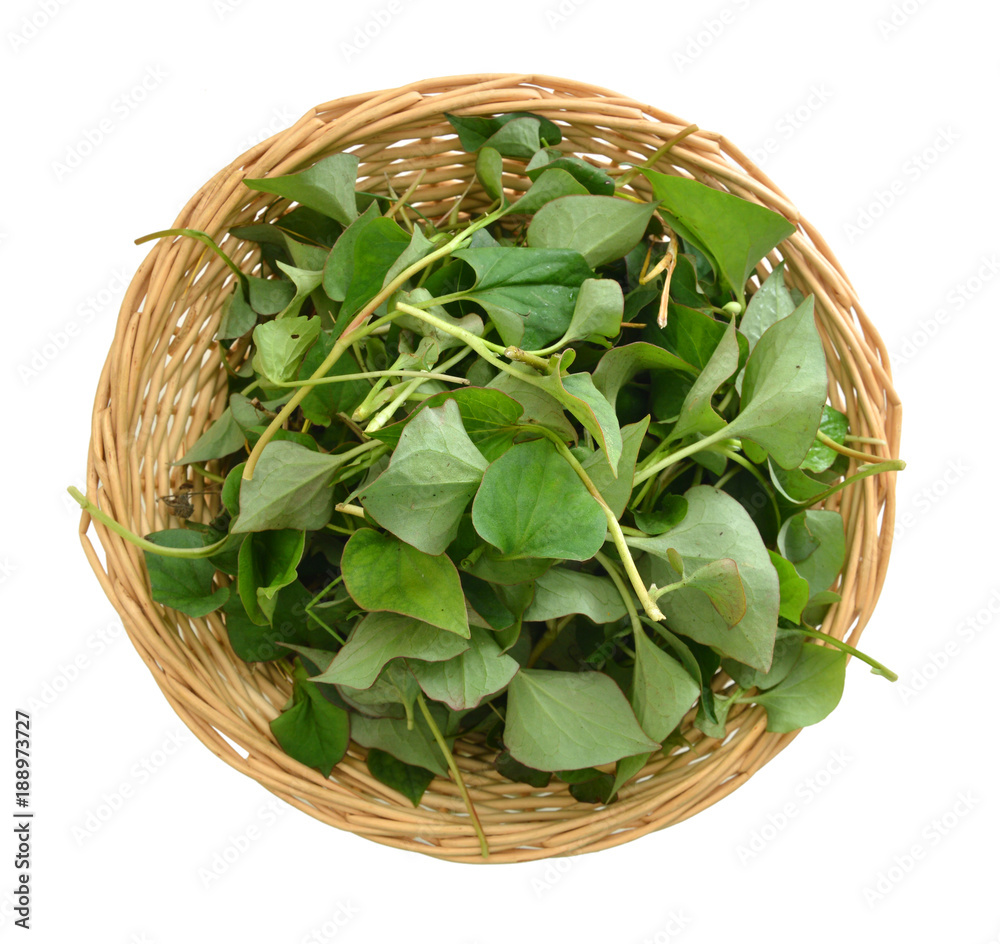 Bundle of herbal fish mint leaves isolated in basket on white ...