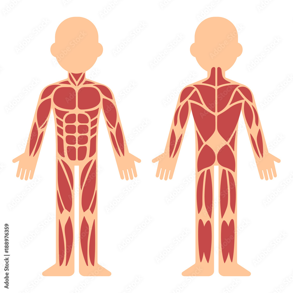 Muscle anatomy chart Stock Vector | Adobe Stock