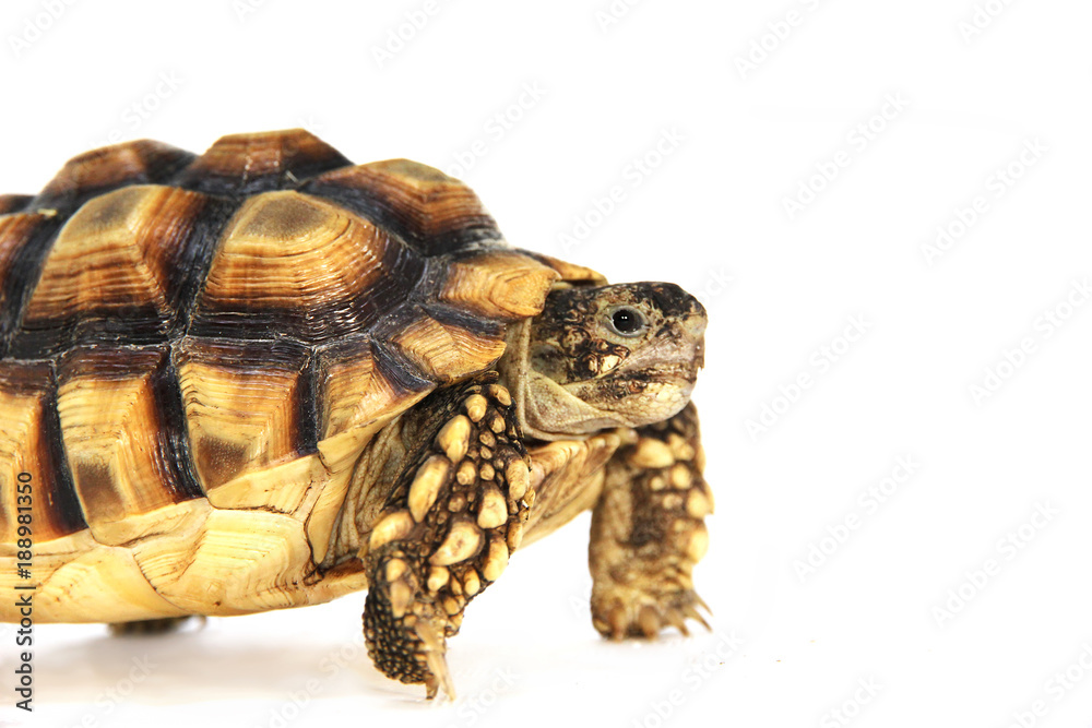 Testudo sulcata / Centrochelys sulcata / Geochelone sulcata - An ...