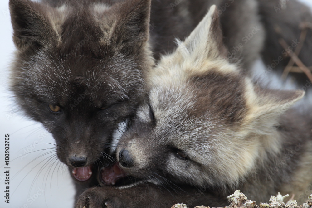 Silver Fox Cubs
