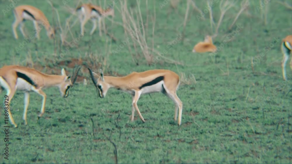 Springbok Kids playing Stock-Video | Adobe Stock