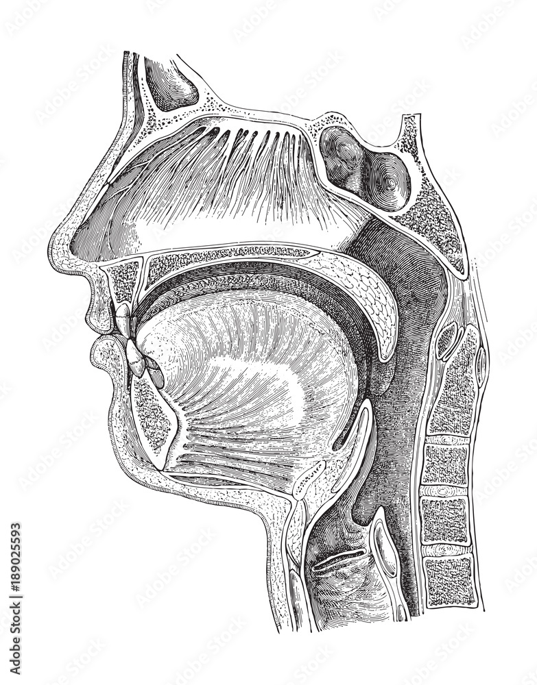 Nose Anatomy Drawing