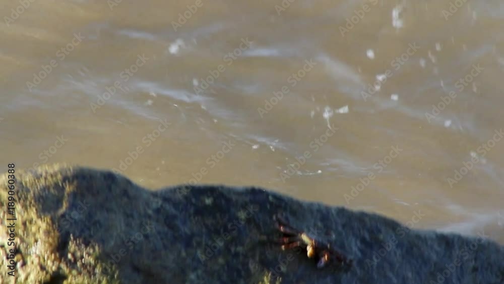 Crab walking and crawling on heavy beach rocks, water grabbing them ...