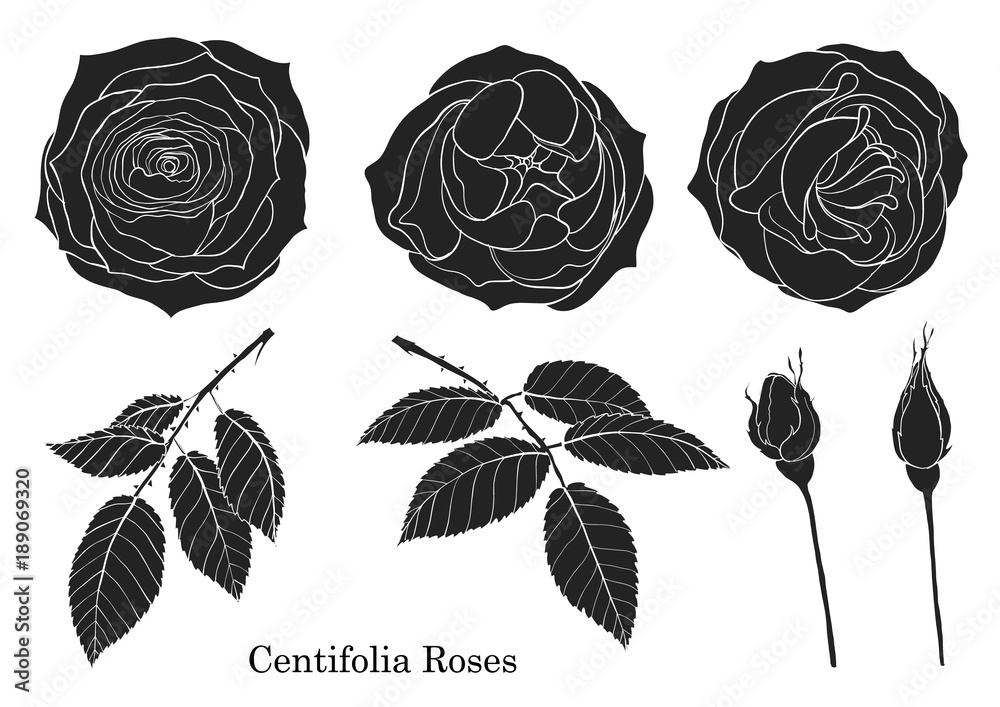 Rose vector set by hand drawing.Beautiful flower on white background ...
