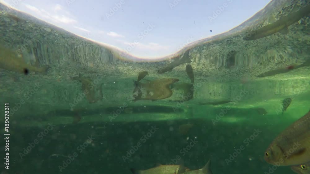 Lake full of trout fish, group of fish swimming in water, underwater ...