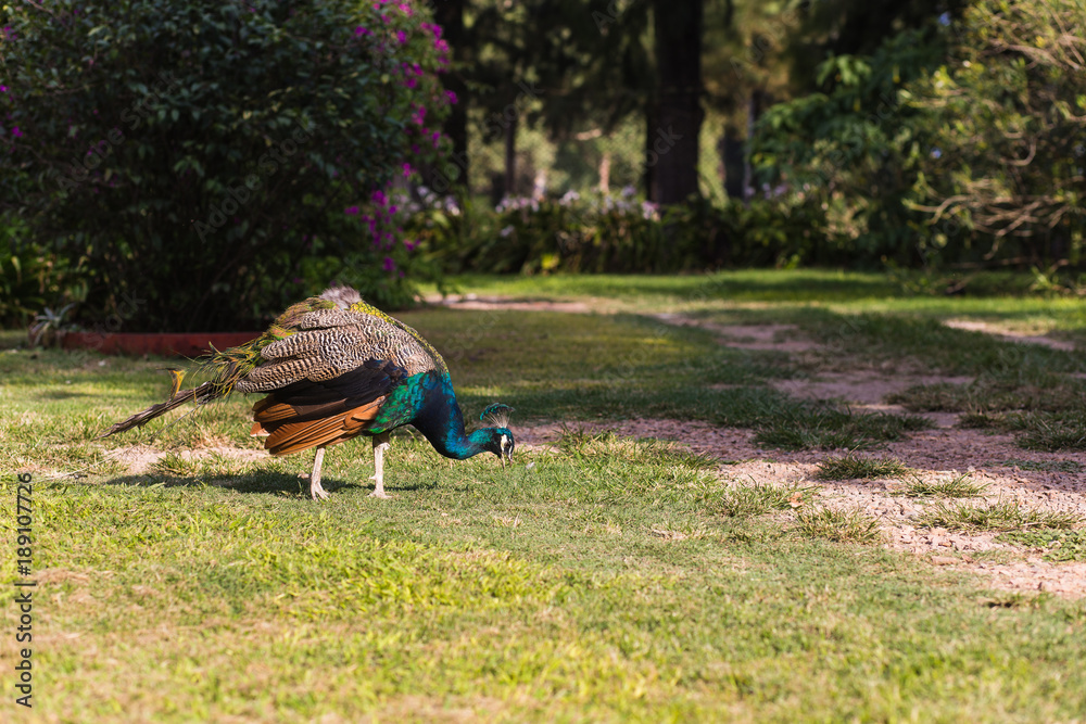 Animales en el parque Stock Photo | Adobe Stock