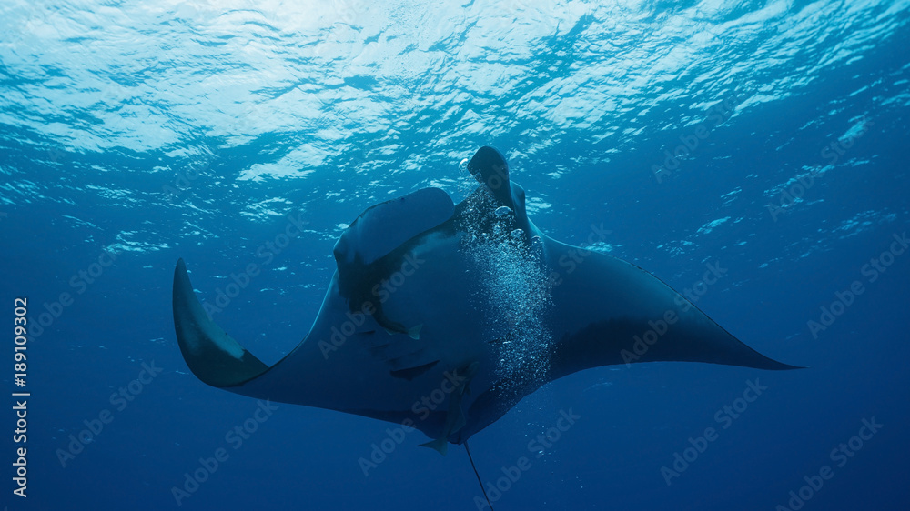 Foto de Giant Oceanic Manta Ray, diving in Socorro, Mexico ...