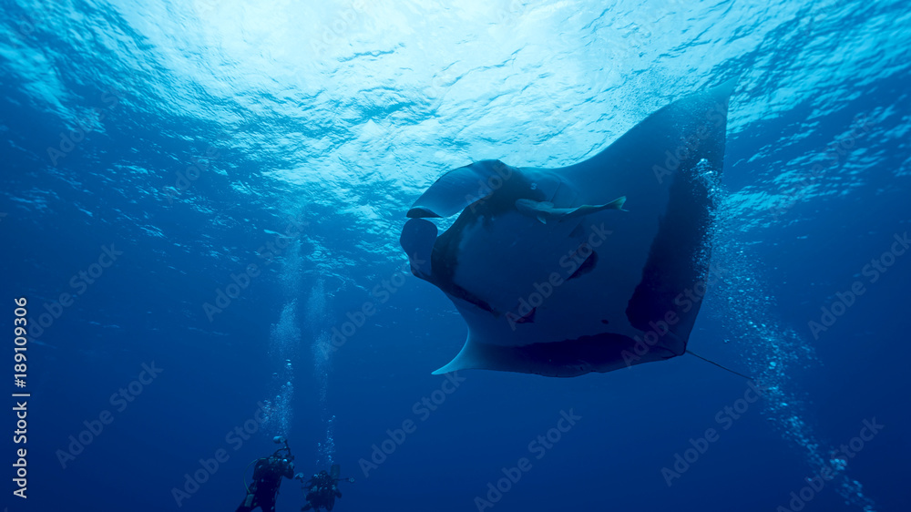 Giant Oceanic Manta Ray, diving in Socorro, Mexico. Revillagigedo ...