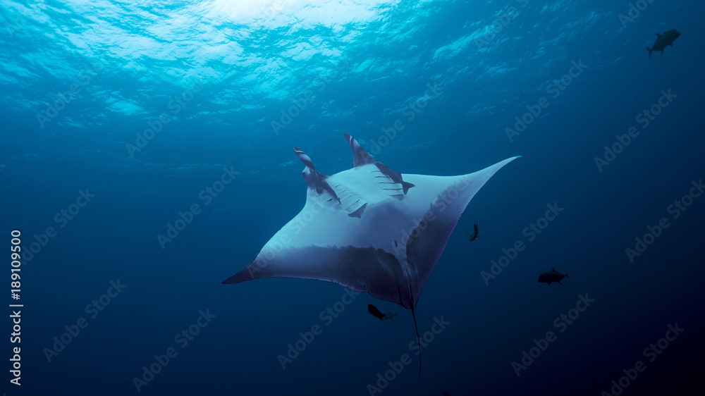 Giant Oceanic Manta Ray, diving in Socorro, Mexico. Revillagigedo ...