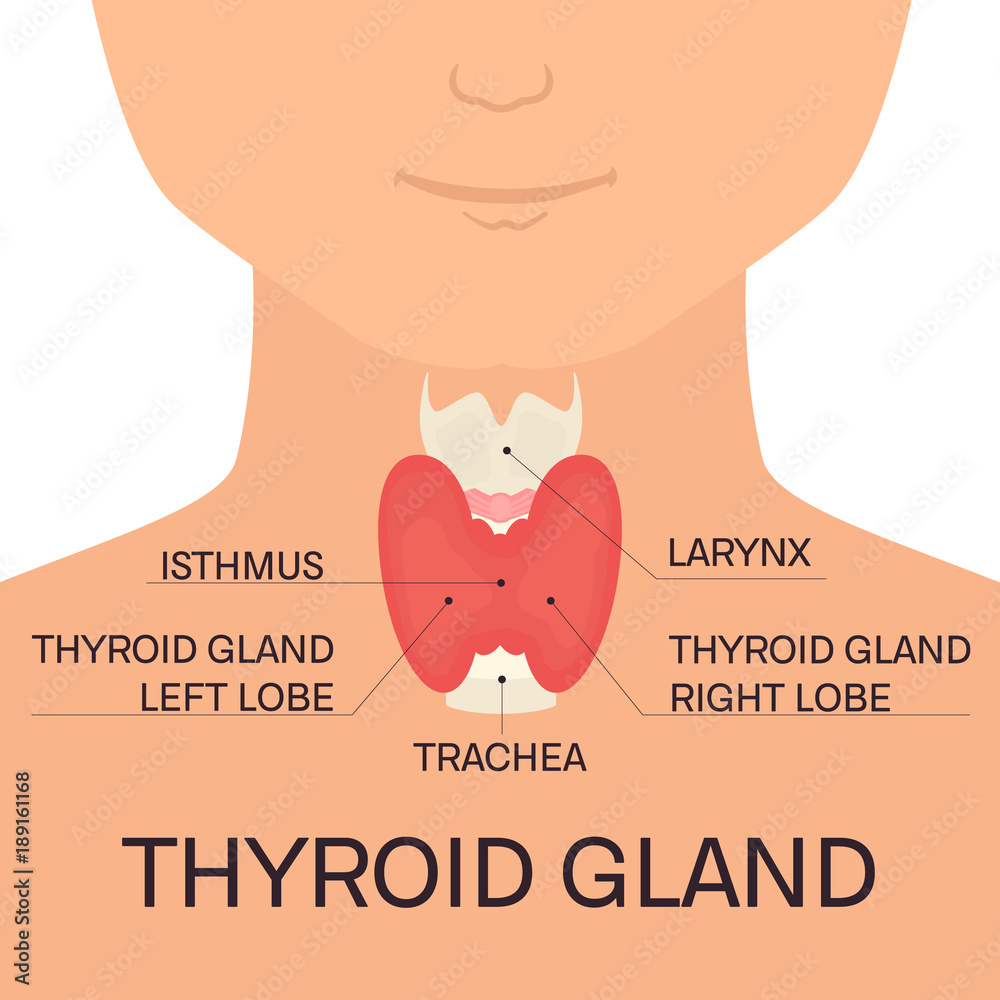 Thyroid gland diagram shown on a silhouette of a man. Body anatomy sign ...