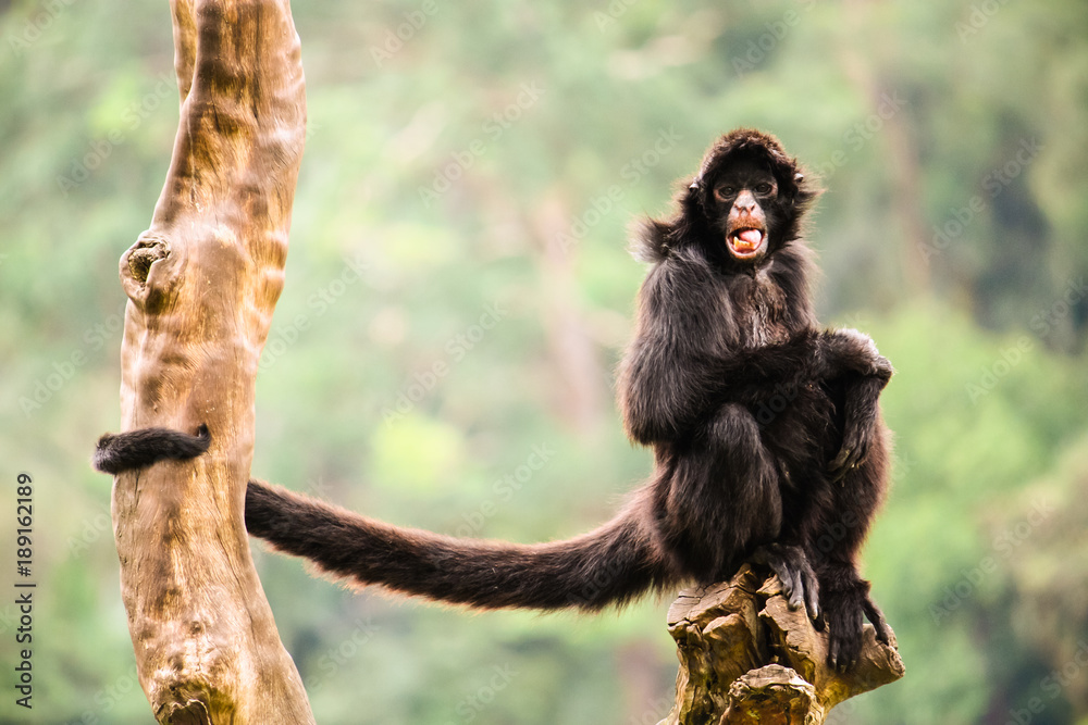 Black spider monkey alone portrait, with open mouth and long tail ...