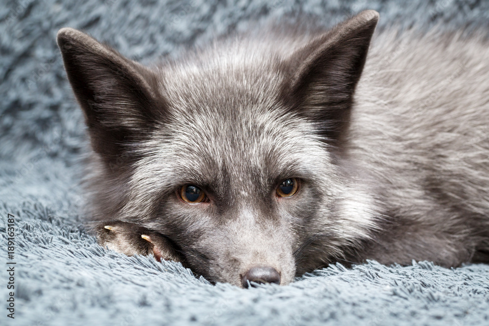 Domesticated Arctic Fox