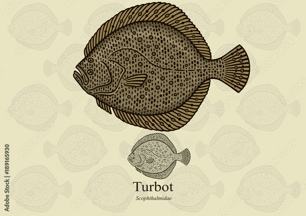 Turbot. Vector illustration for artwork in small sizes. Suitable for ...