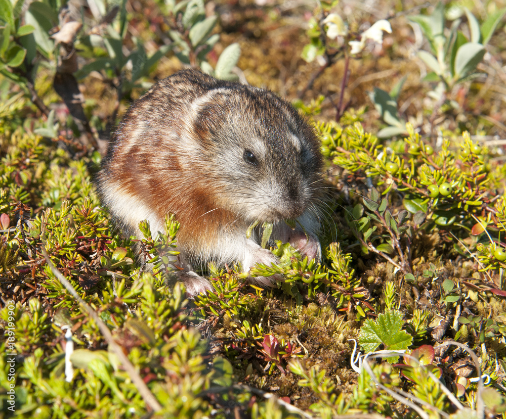 Lemming Stock Photo | Adobe Stock