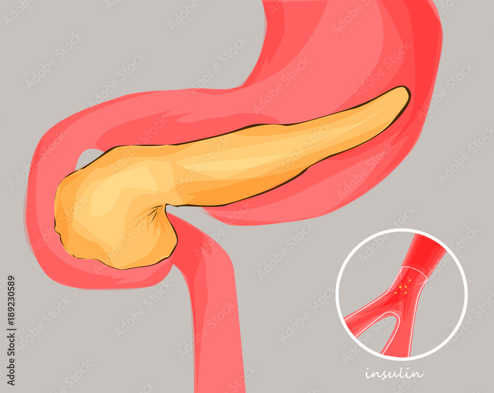 Pancreas anatomy isolated, medicine vector illustration Stock Vector ...