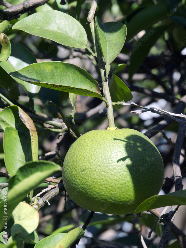 Fruit of Hassaku oranges - Citrus hassaku - in Fukuoka city, JAPAN ...