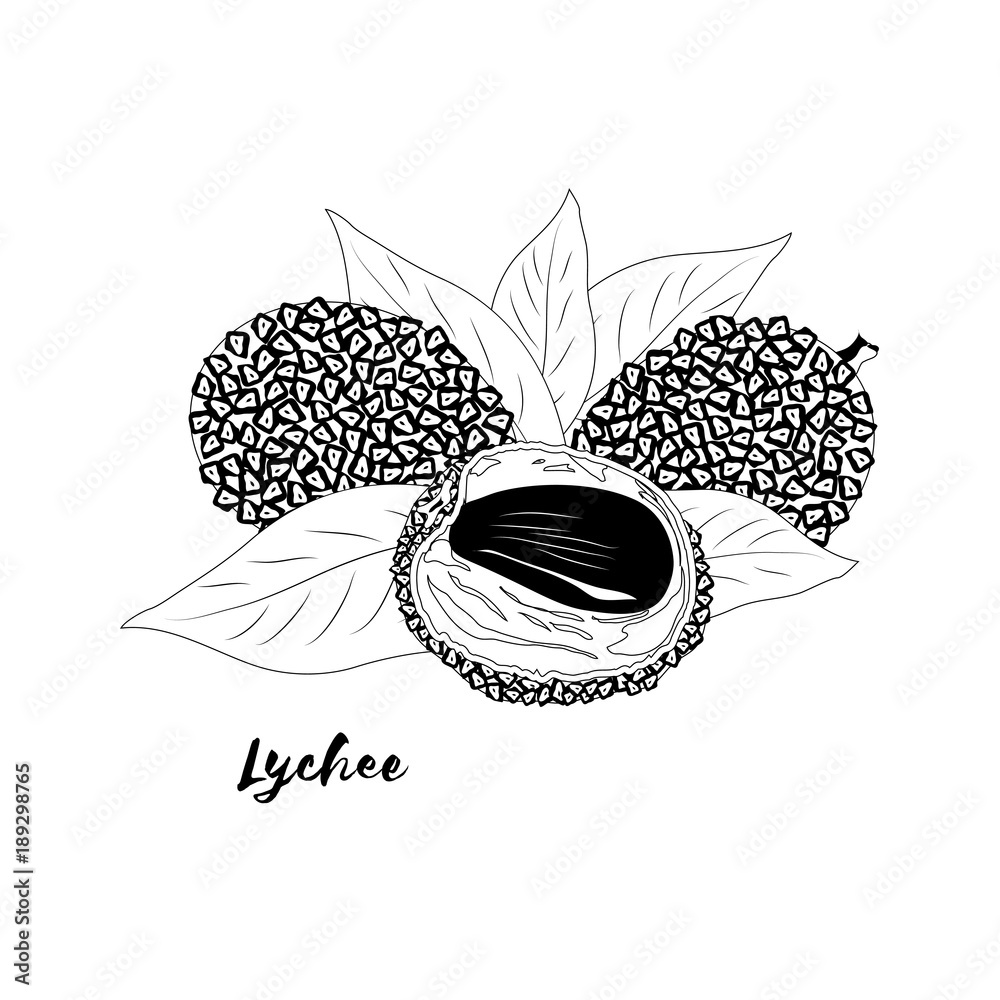 Lychee. Page for coloring book. Doodle design.Fruits. Vector ...