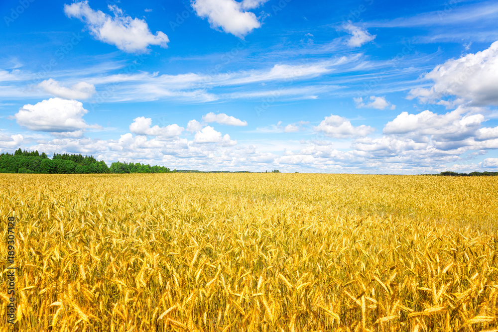 Golden Wheat Field High Resolution