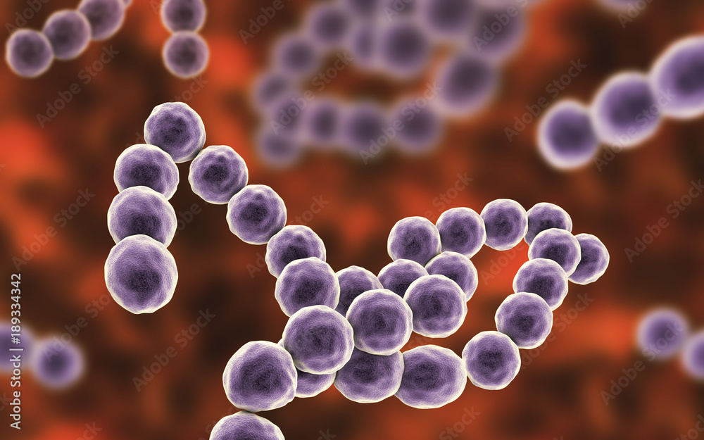 Bacteria Peptostreptococcus, anaerobic Gram-positive cocci, they are ...