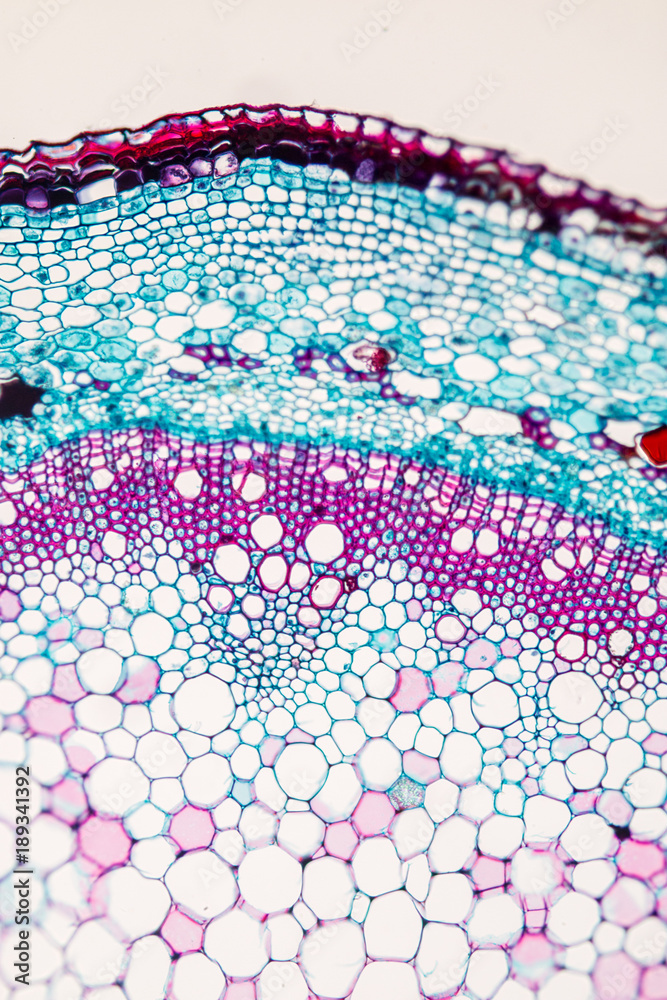 Cross-section Plant Stem under the microscope for classroom education ...