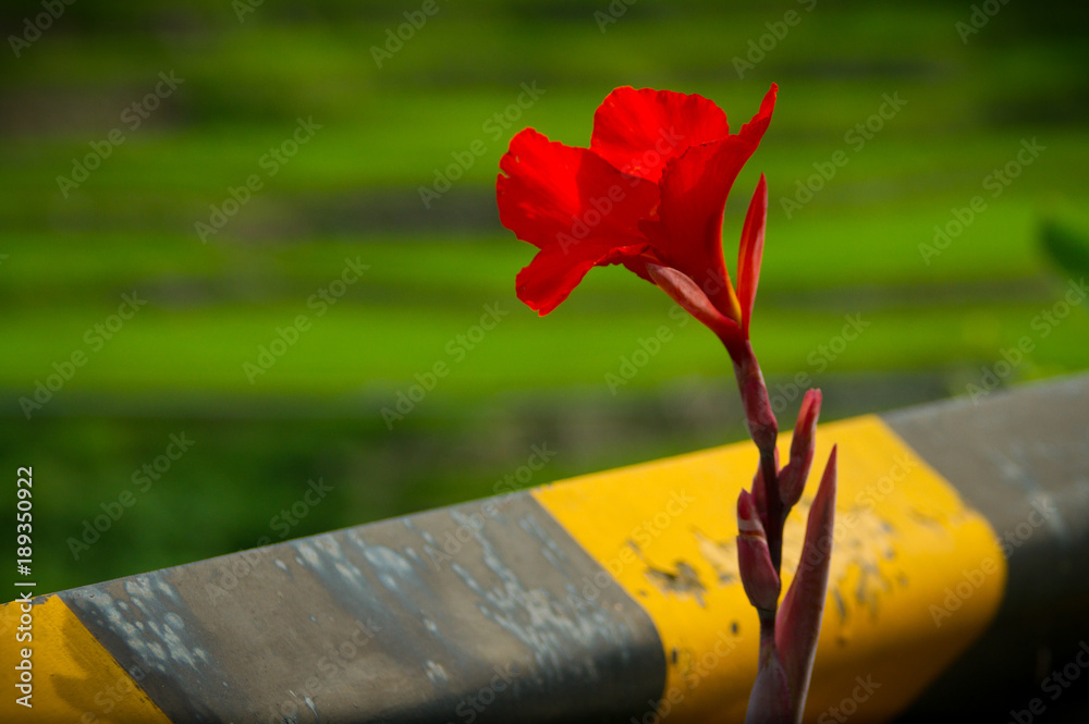 Red Centennial Flower with Sagada Rice Terraces in Distance Stock Photo ...