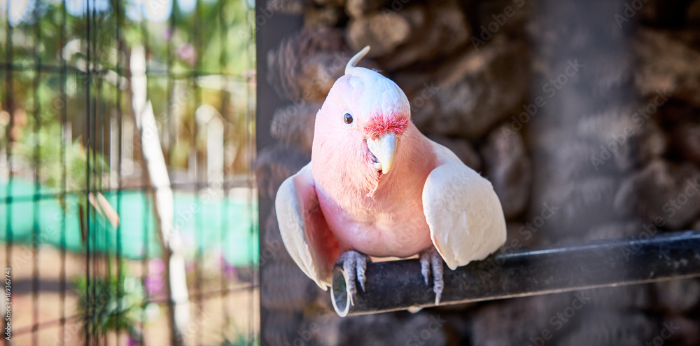 Major Mitchell's cockatoo / Lophochroa leadbeateri - Pink parrot ...