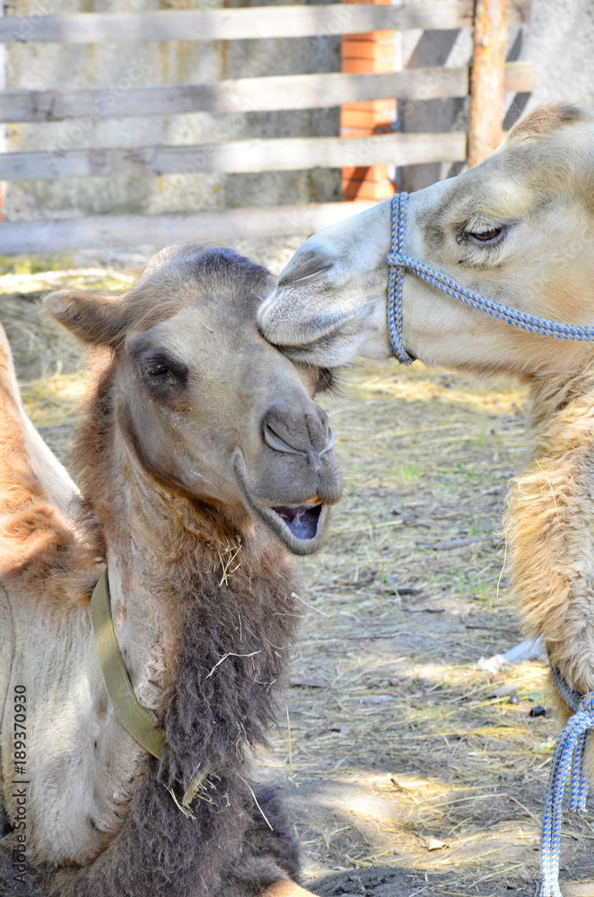 Camel is an ungulate within the genus Camelus, bearing distinctive ...