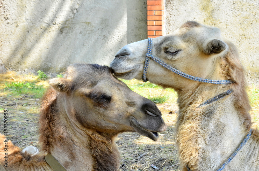 Camel is an ungulate within the genus Camelus, bearing distinctive ...