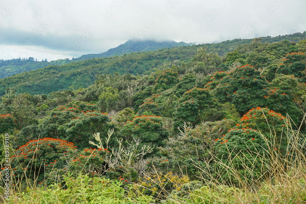 Tahiti island tropical rainforest in the mountain near the mount Marau ...