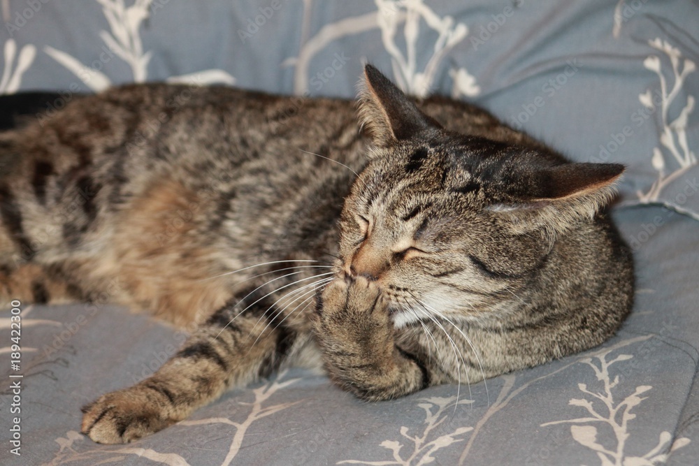 Chat Stock Photo | Adobe Stock