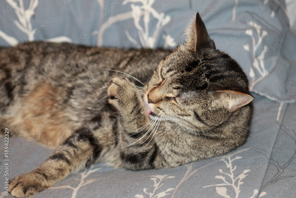 Chat Stock Photo | Adobe Stock