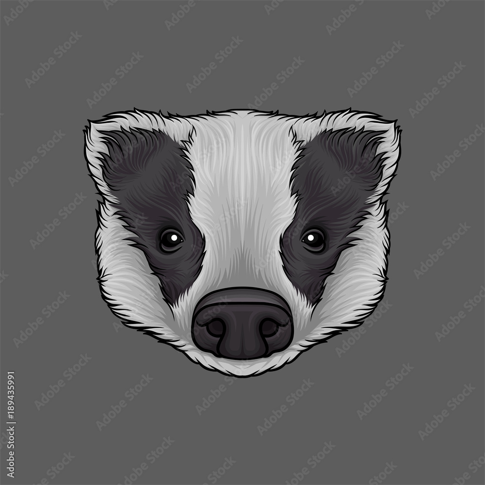 Head of badger, portrait of wild animal hand drawn vector Illustration ...