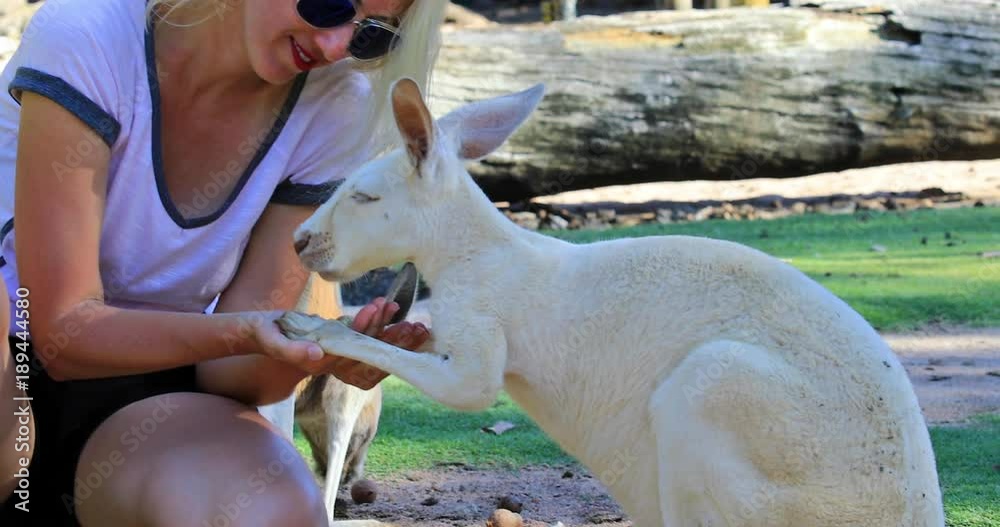 Female tourist interacting with kangaroo during an encounter with ...