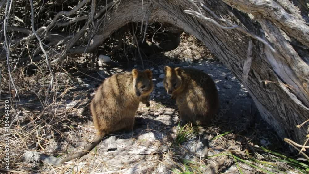 Two Quokka in Rottnest Island, summer season, Western Australia. Quokka ...