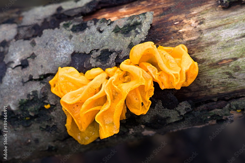 Yellow brain fungus, also known as golden jelly fungus, yellow trembler ...