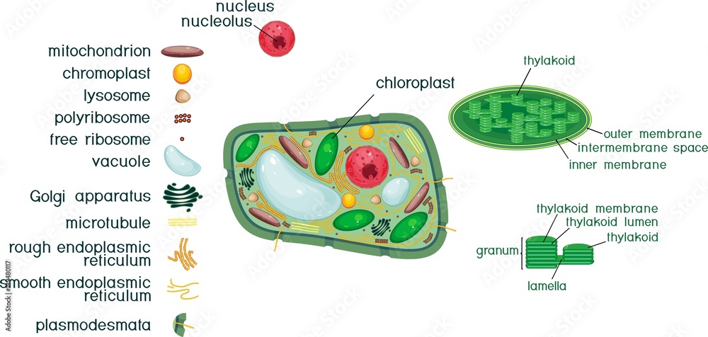 Plant cell structure with titles and different organelles Stock Vector ...